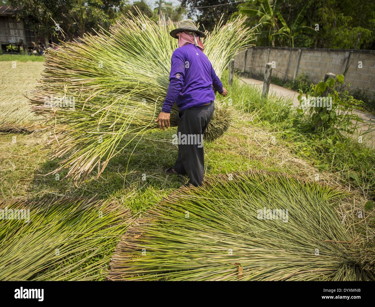 April 25, 2014 - Mae Chan, Chiang Rai, Thailand - A worker spreads out ...