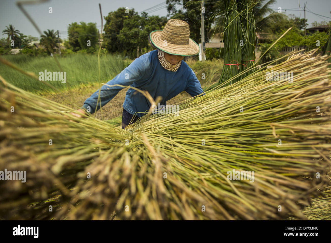 April 25, 2014 - Mae Chan, Chiang Rai, Thailand - A worker spreads out ...
