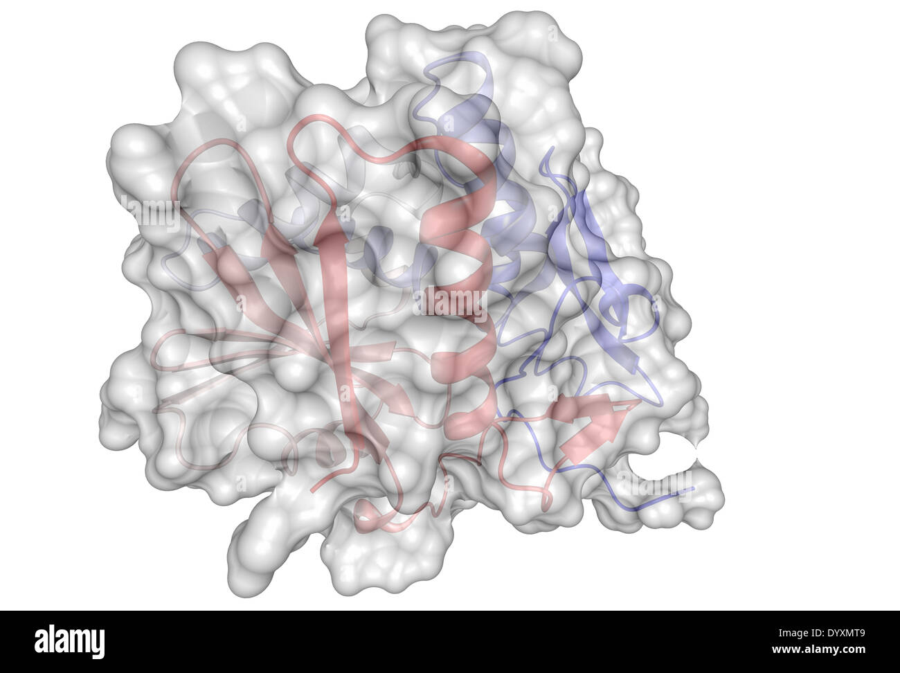 Ricin poisoning vaccine molecule. Cartoon + semi-transparent surface ...