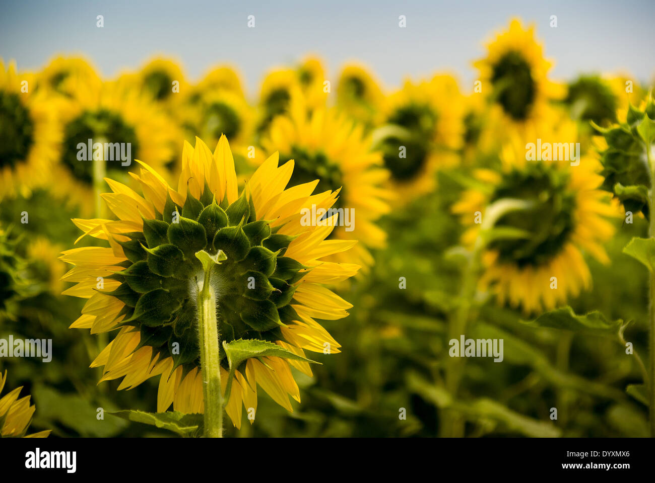 Back side sunflower hi-res stock photography and images - Alamy