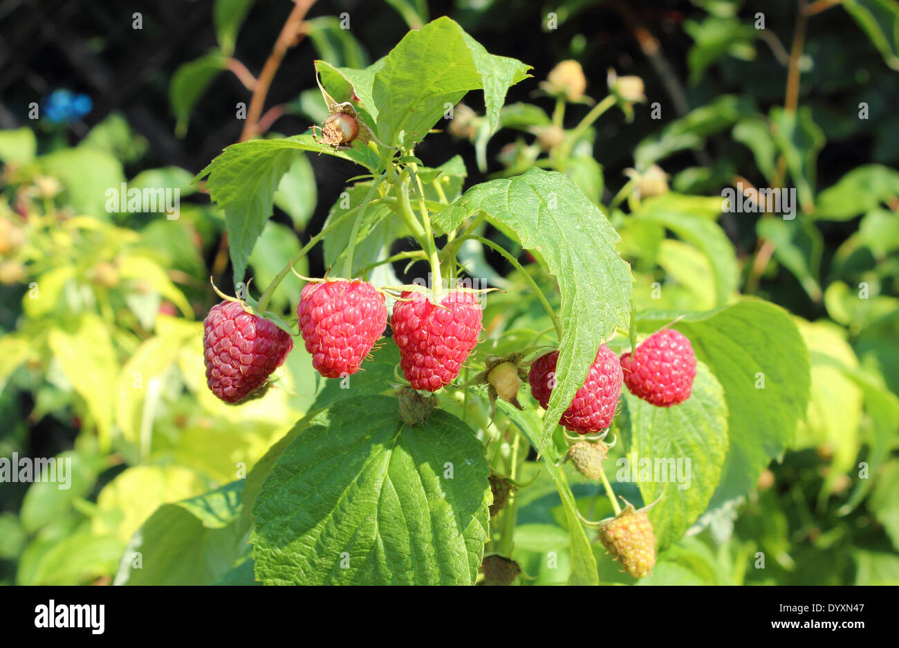 Closeup of the natural raspberries bush growing in the garden Stock ...
