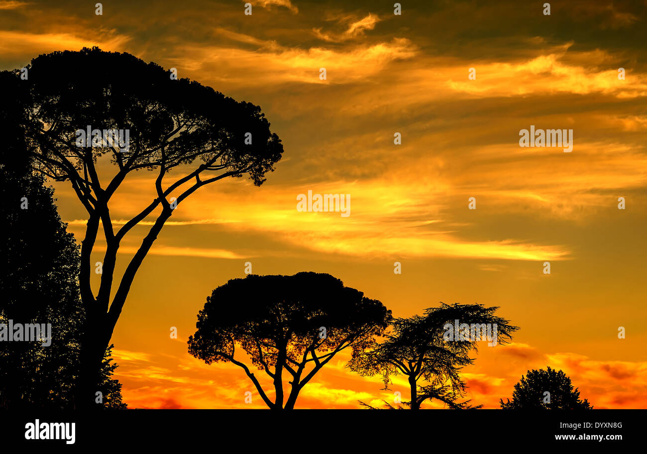African savannah sunset landscape hi-res stock photography and images ...