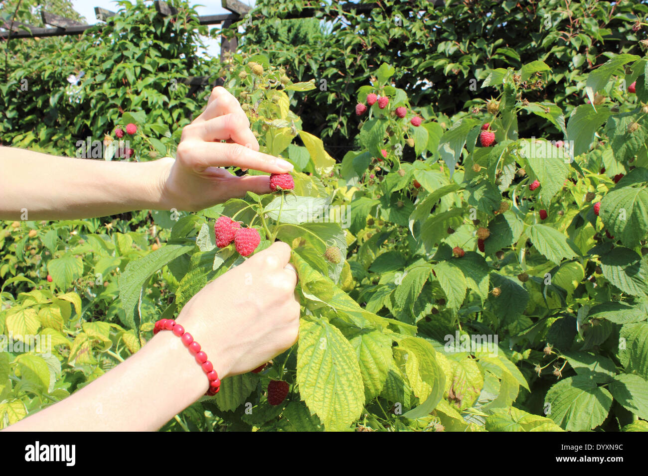 Mature raspberries hi-res stock photography and images - Alamy