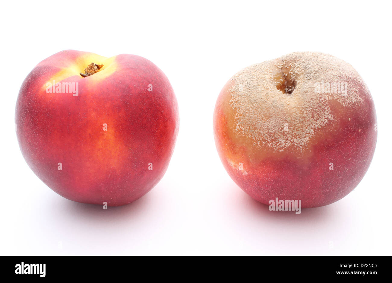 Rotten moldy peaches hi-res stock photography and images - Alamy