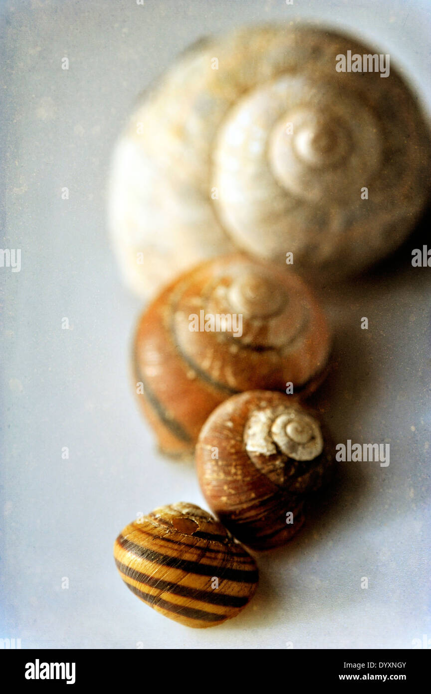 Snails shape hi-res stock photography and images - Alamy