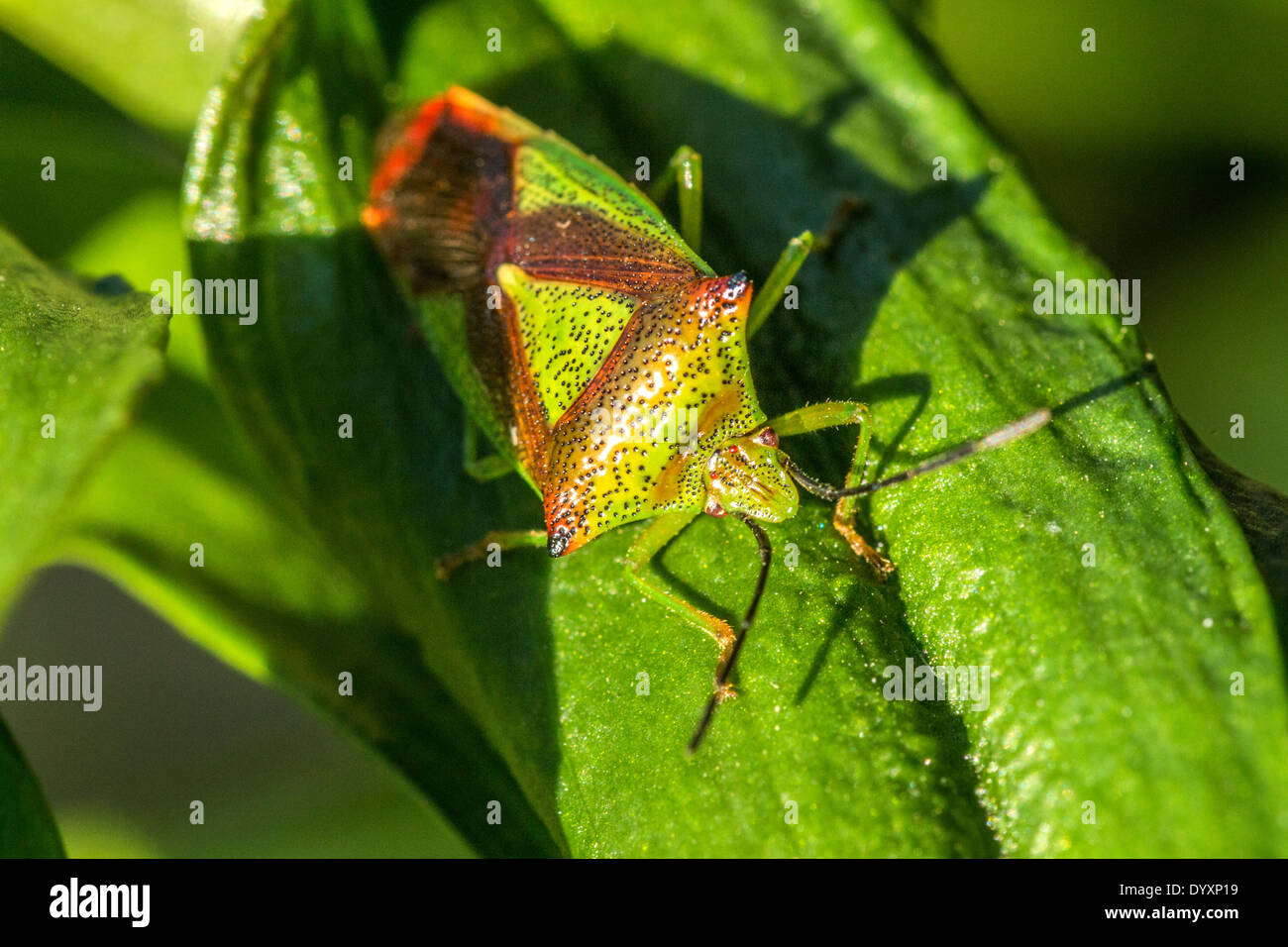 Hawthorne shield bug (3 of 3 Stock Photo - Alamy
