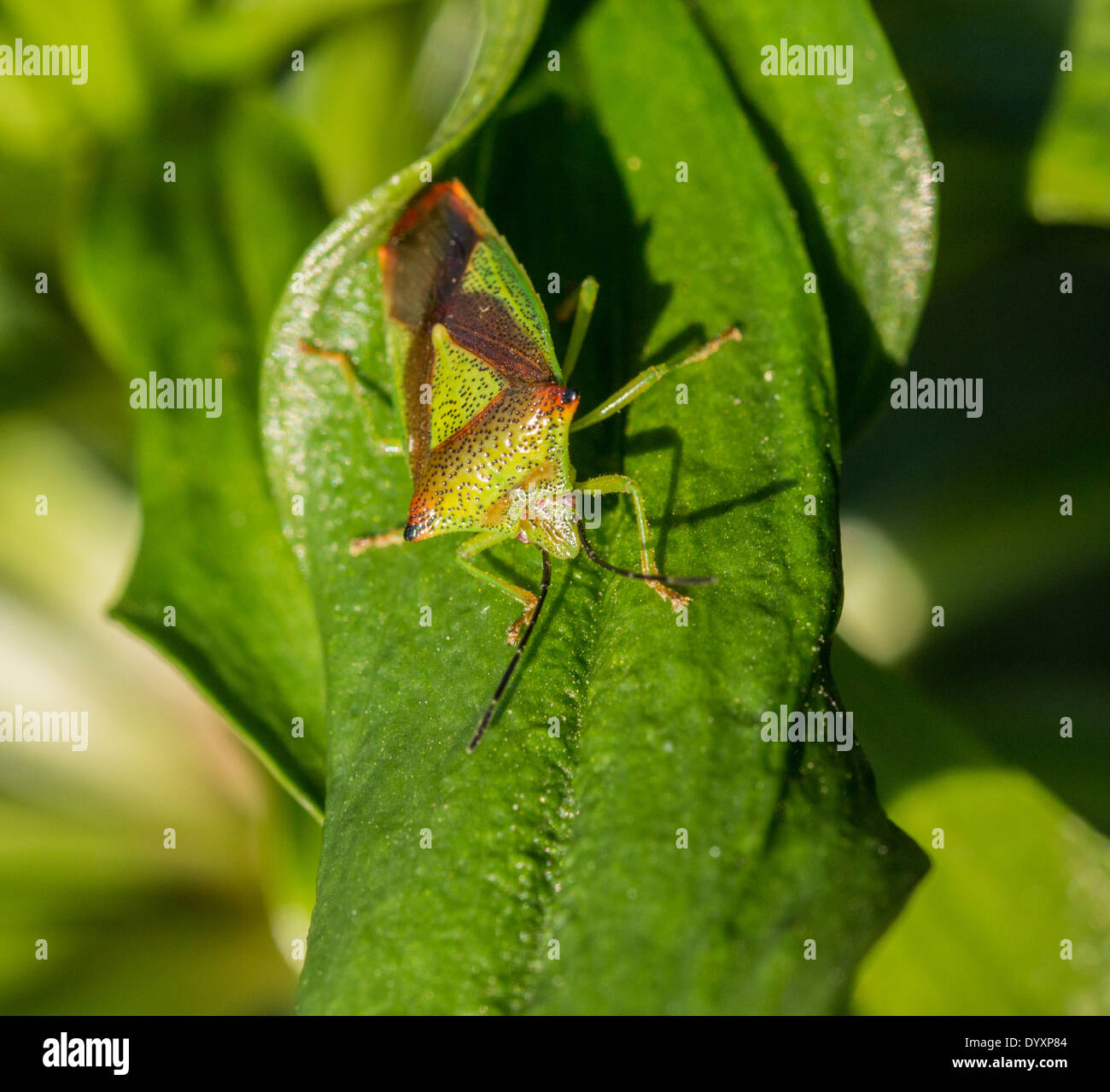 Hawthorne shield bug (1 of 3 Stock Photo - Alamy