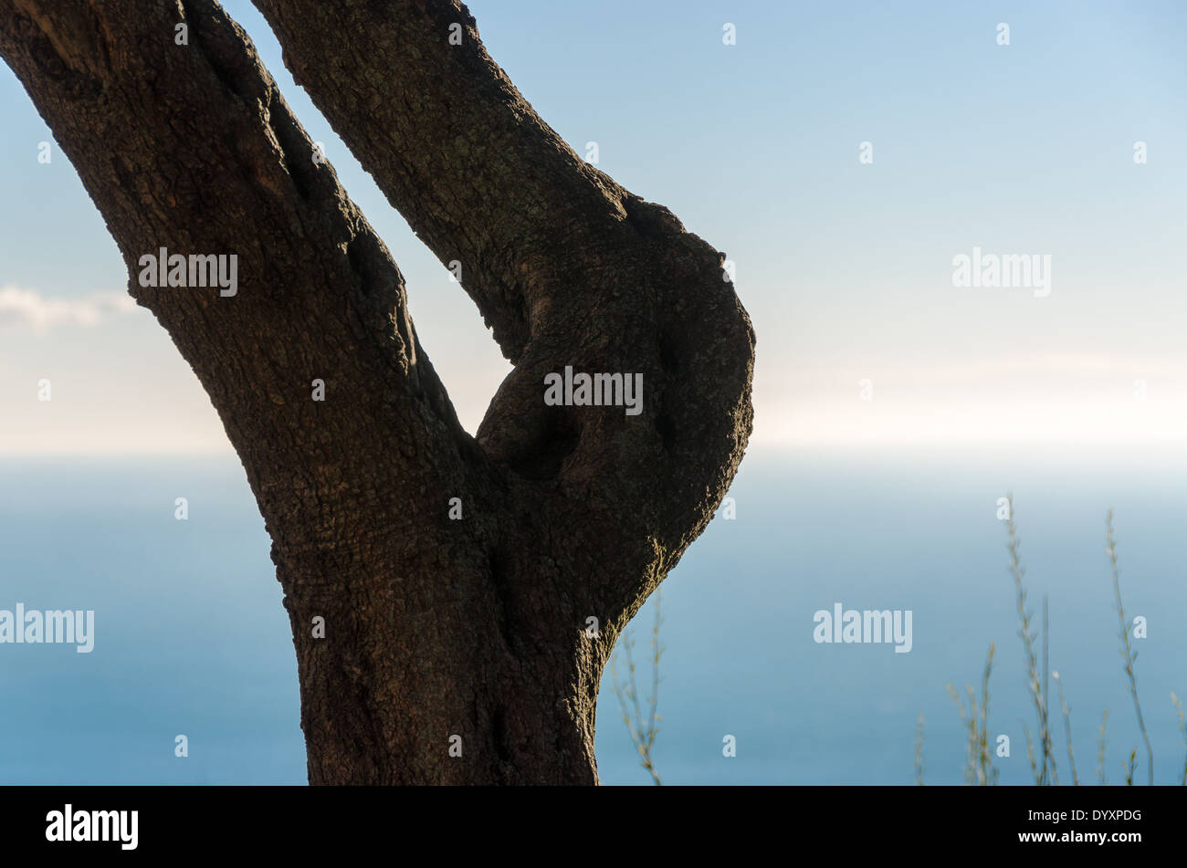 Tree backlit hi-res stock photography and images - Alamy