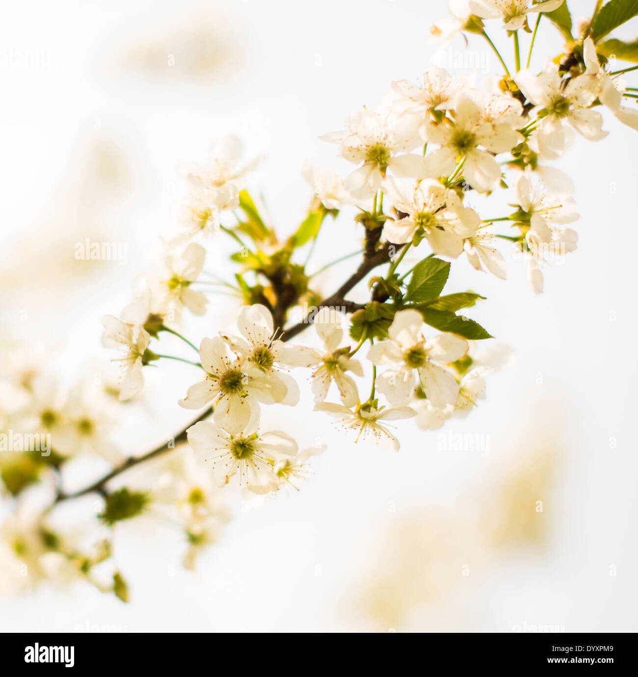 Spring tree blossom Stock Photo - Alamy