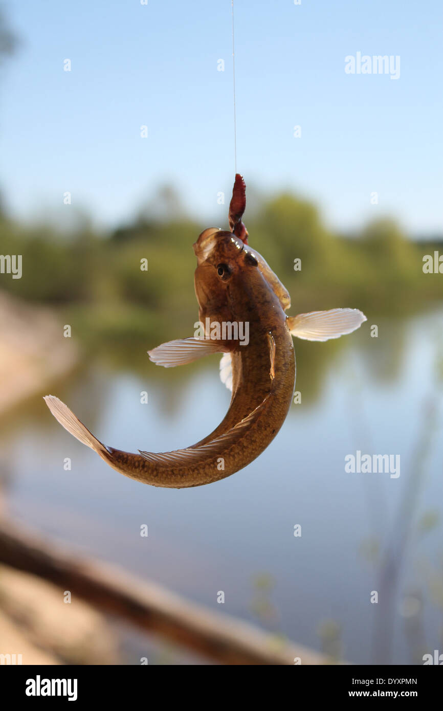 Die flippers hi-res stock photography and images - Alamy