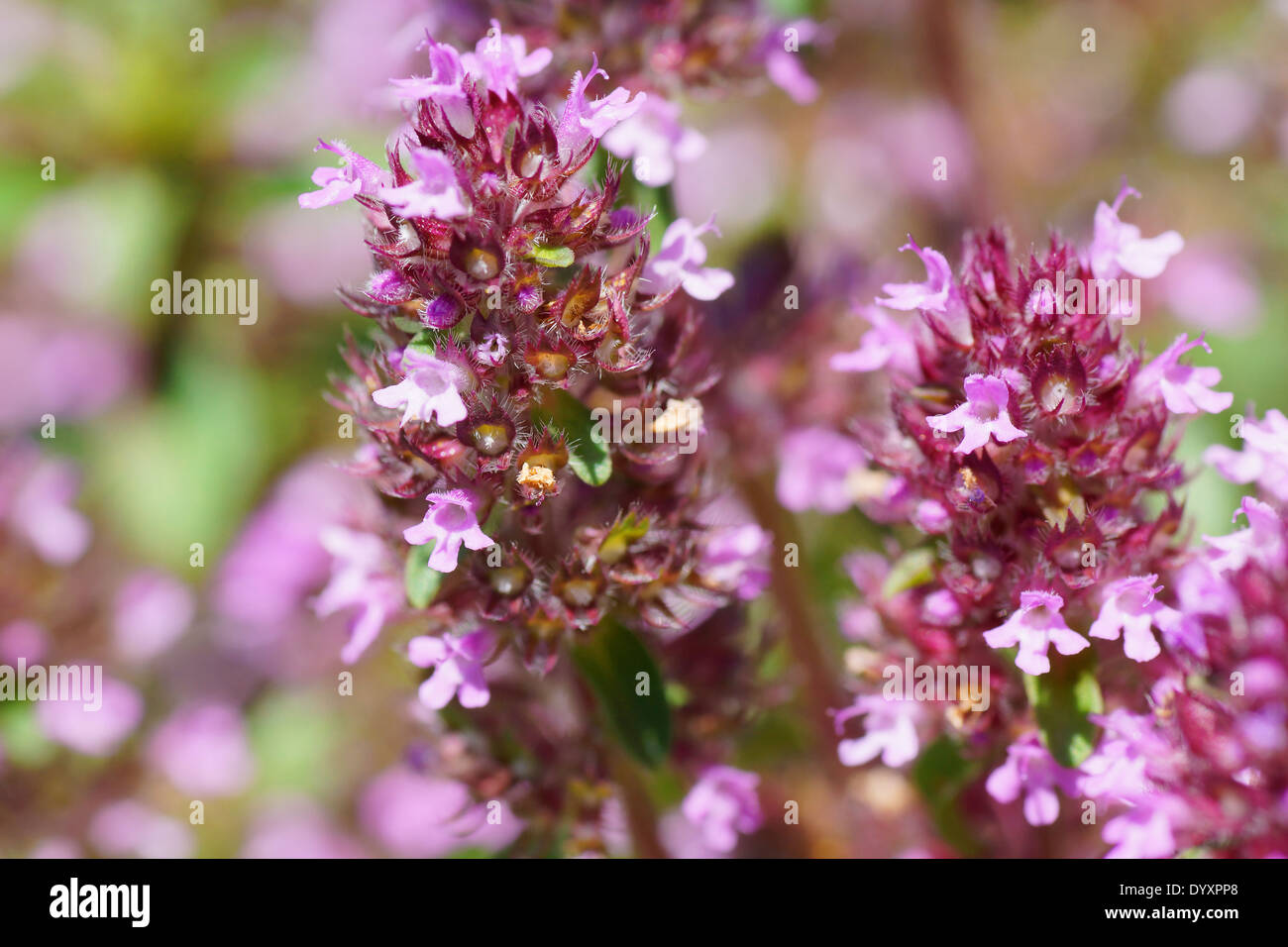 Thyme flower hi-res stock photography and images - Alamy