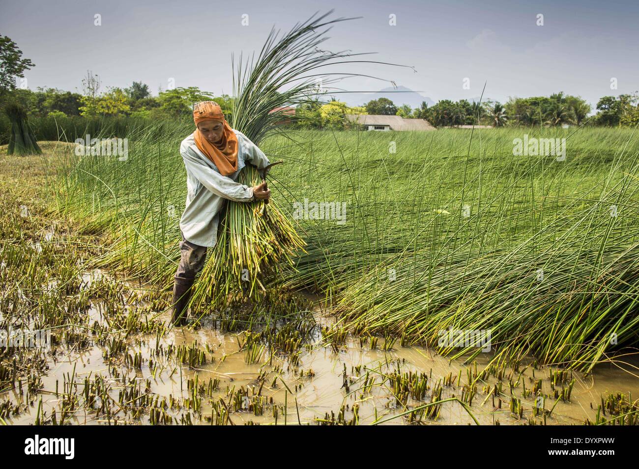 Papyrus used to mats hi-res stock photography and images - Alamy