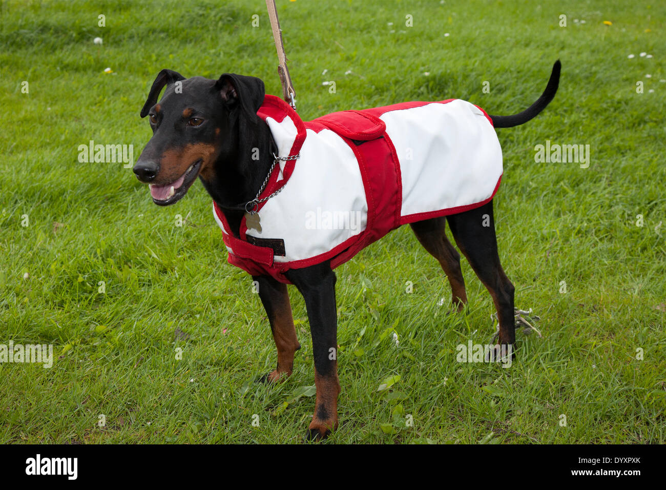 Animals in clothes; Pampered pets wearing patriotic red white dog coat ...