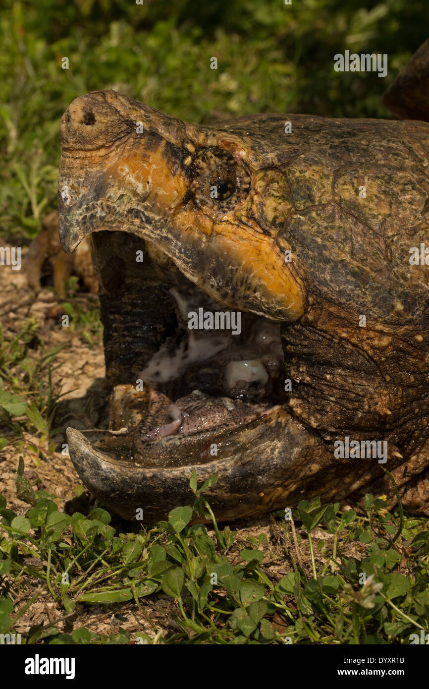 Alligator snapping turtle (Macrochelys temminckii) is the largest ...