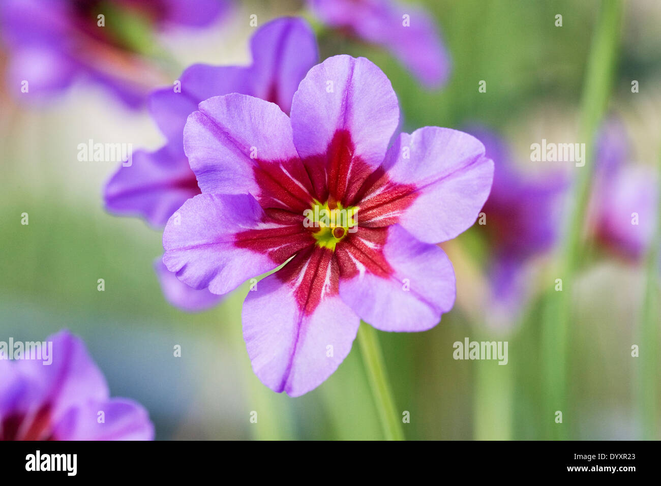 Leucocoryne hi-res stock photography and images - Alamy