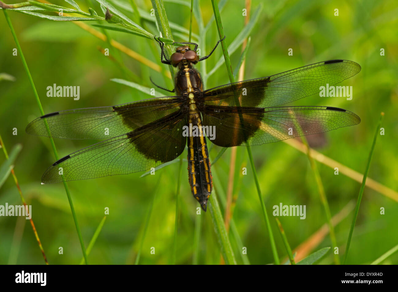 Widow Skimmer (Libellula luctuosa) is one of the group of dragonflies ...