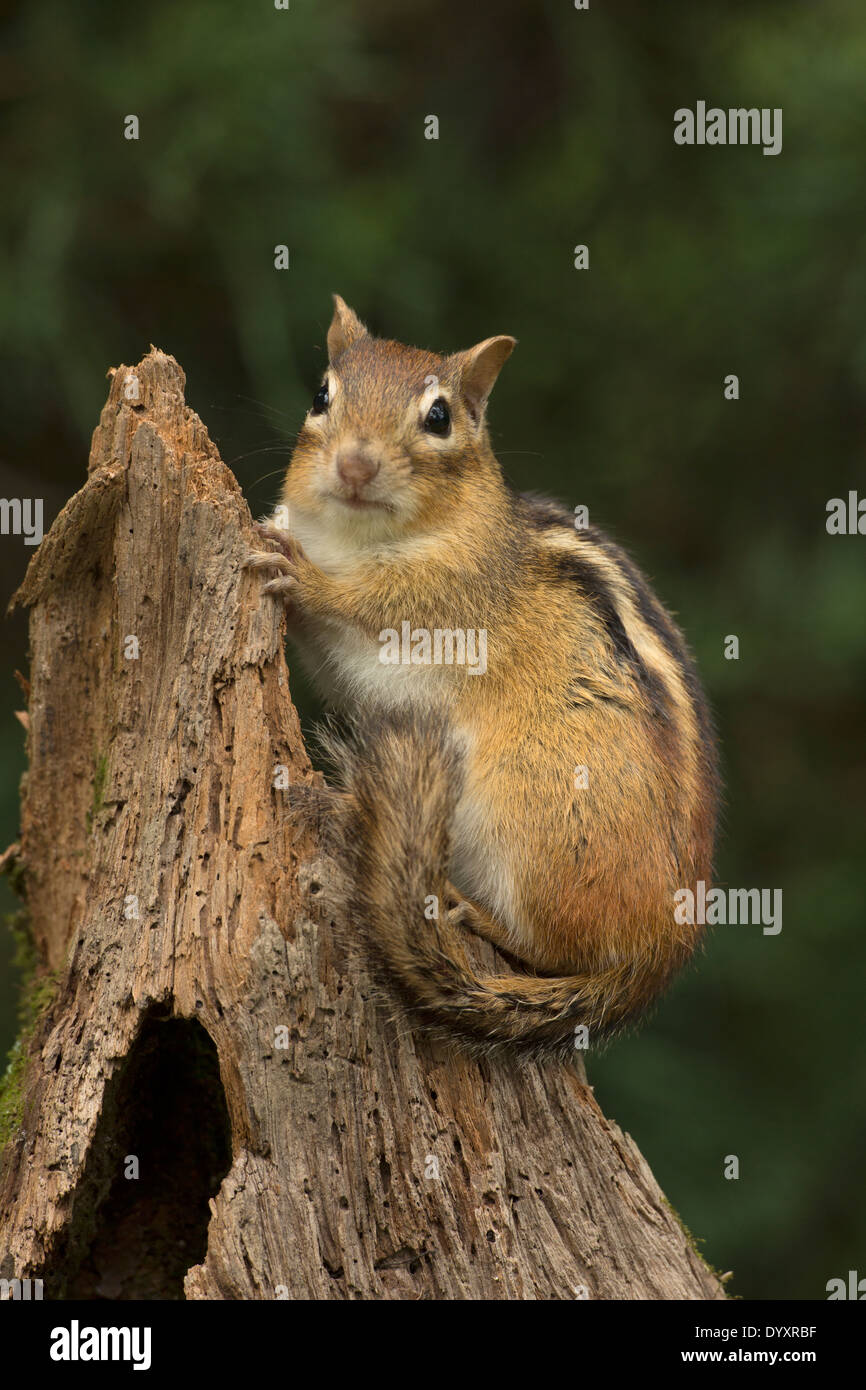 Eastern Chipmunk (Tamias striatus), New York Stock Photo - Alamy