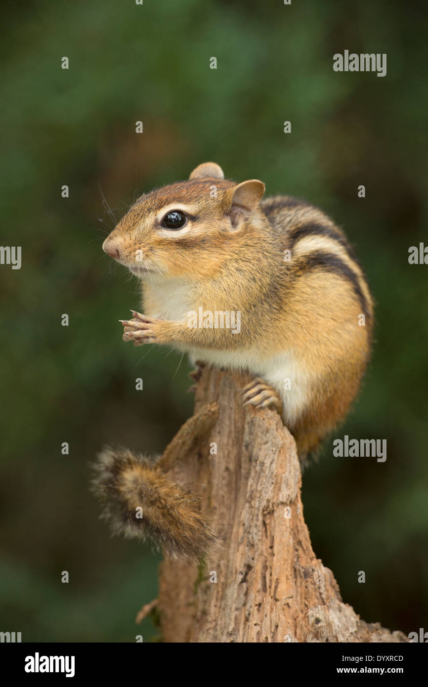 Eastern Chipmunk (Tamias striatus), New York Stock Photo - Alamy