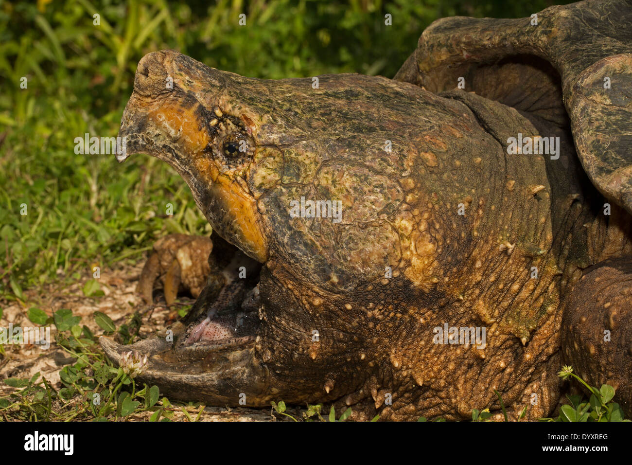 Alligator snapping turtle (Macrochelys temminckii) is the largest ...