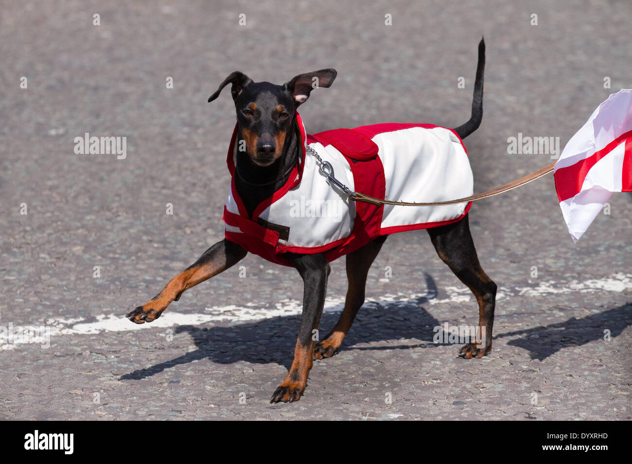 Animals in clothes; Pampered pets wearing patriotic red white dog coat ...