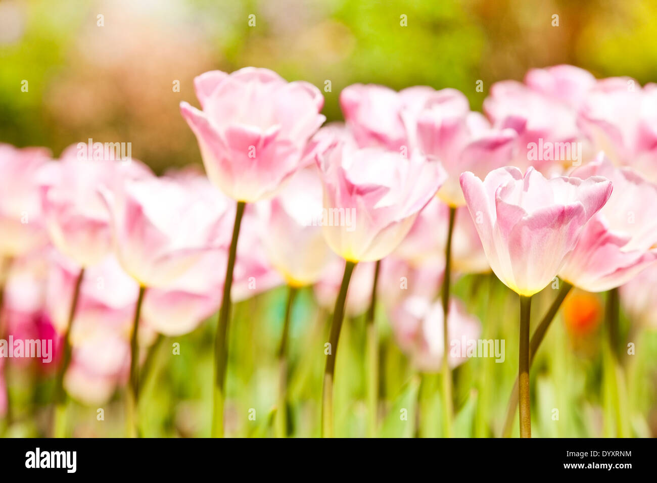 Spring tulips paris france hi-res stock photography and images - Alamy