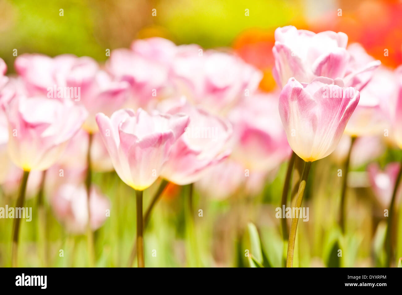 Field near paris hi-res stock photography and images - Alamy