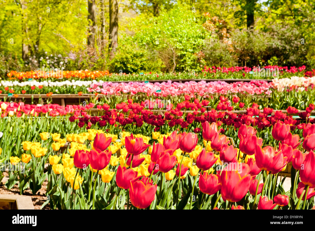 Spring tulips paris france hi-res stock photography and images - Alamy
