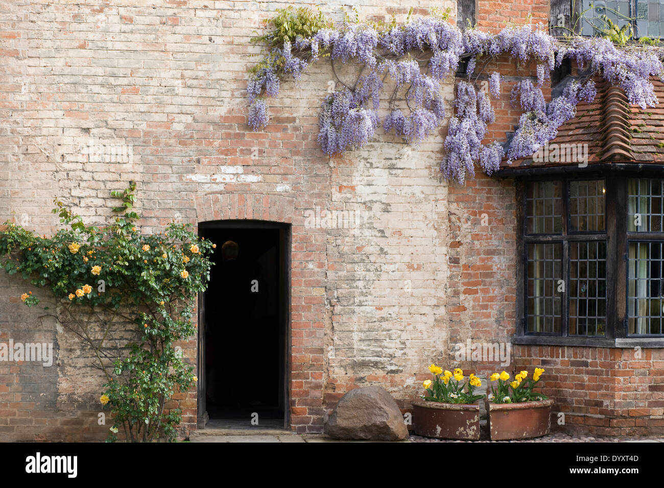 Flowering wisteria on building hi-res stock photography and images - Alamy