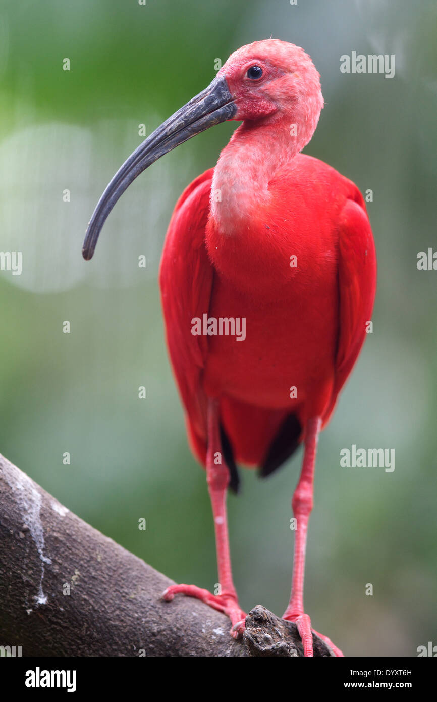Bird Attraction Of Singapore High Resolution Stock Photography and ...