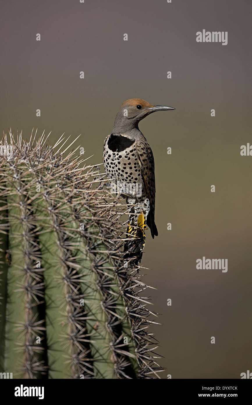 Gilded Flicker (Colaptes chrysoides), on saguaro cactus, Sonoran desert ...