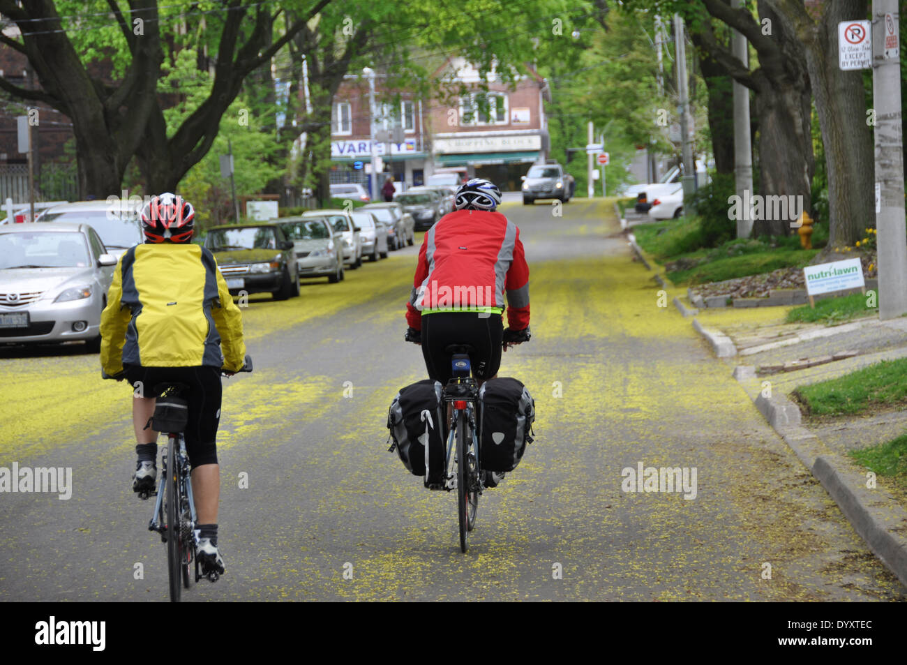 Two cyclists riding their bikes in a suburban street of Toronto Canada ...