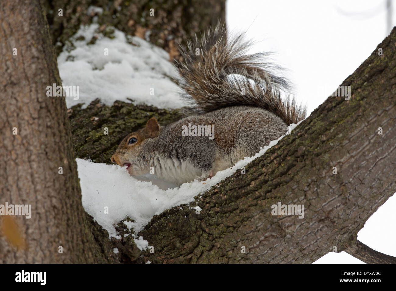 Animal life hi-res stock photography and images - Alamy