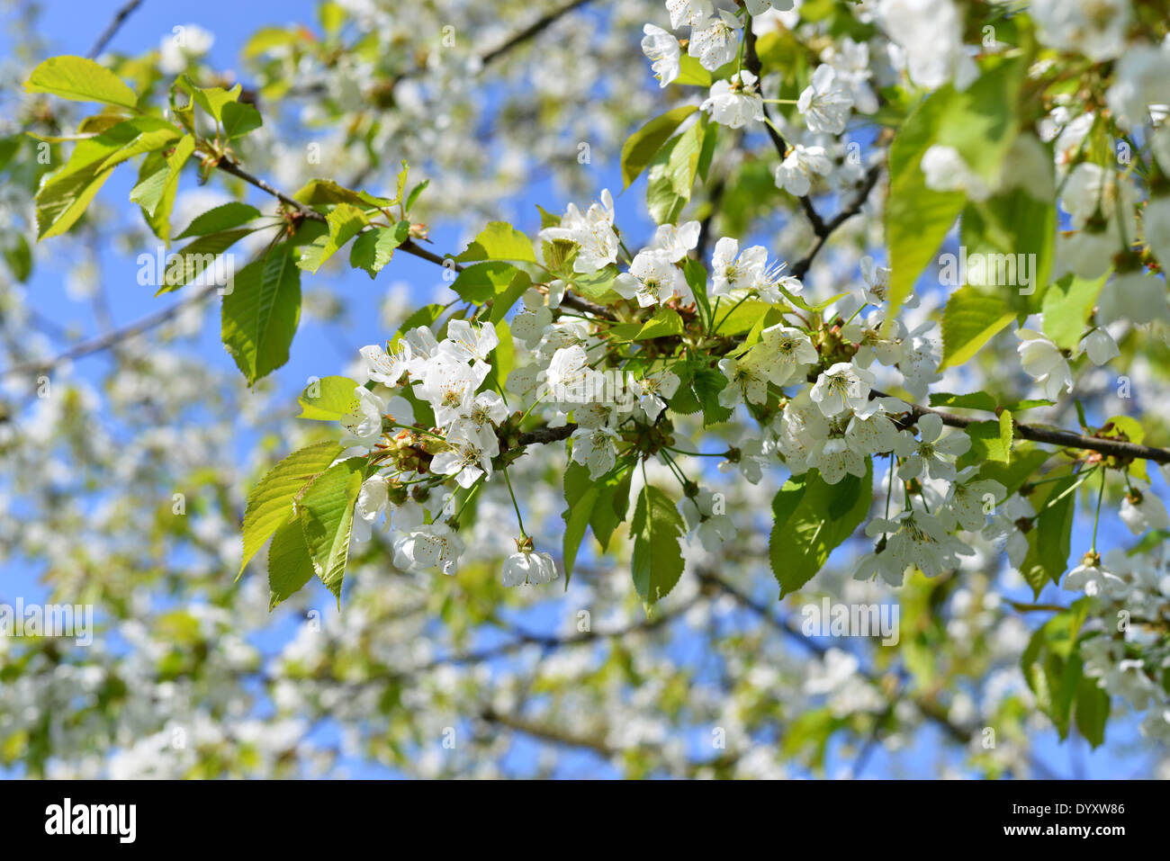 Cherry plum blossoming close hi-res stock photography and images - Alamy