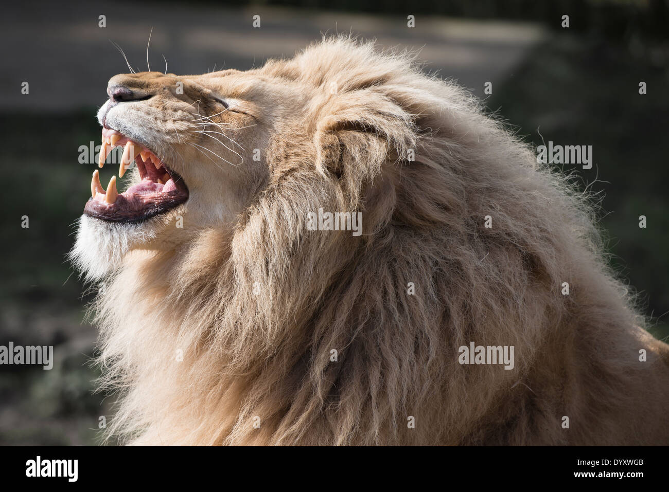 Male lion baring its large teeth Stock Photo - Alamy