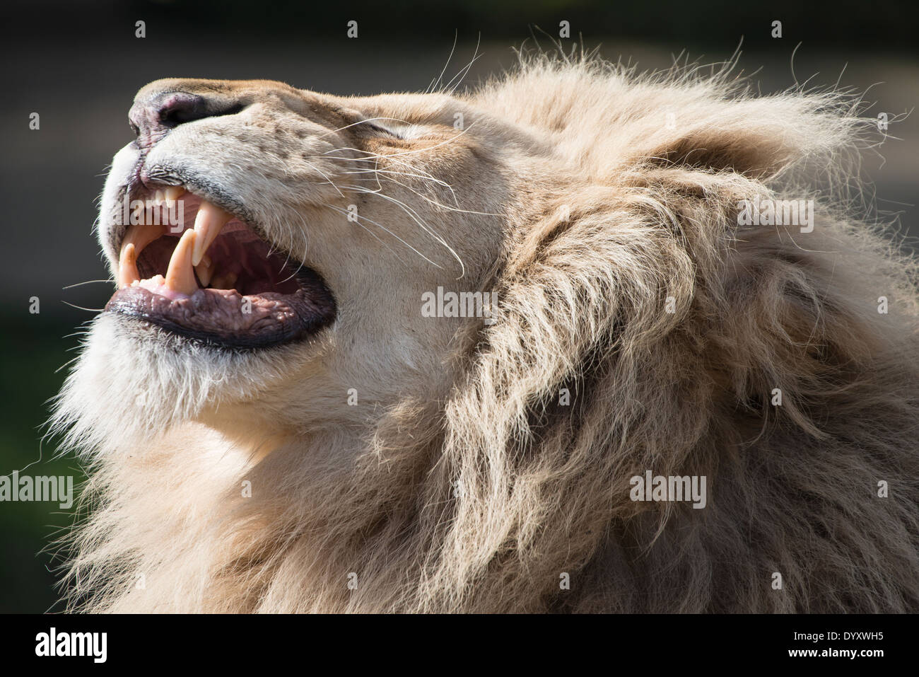 Male lion baring its large teeth Stock Photo - Alamy