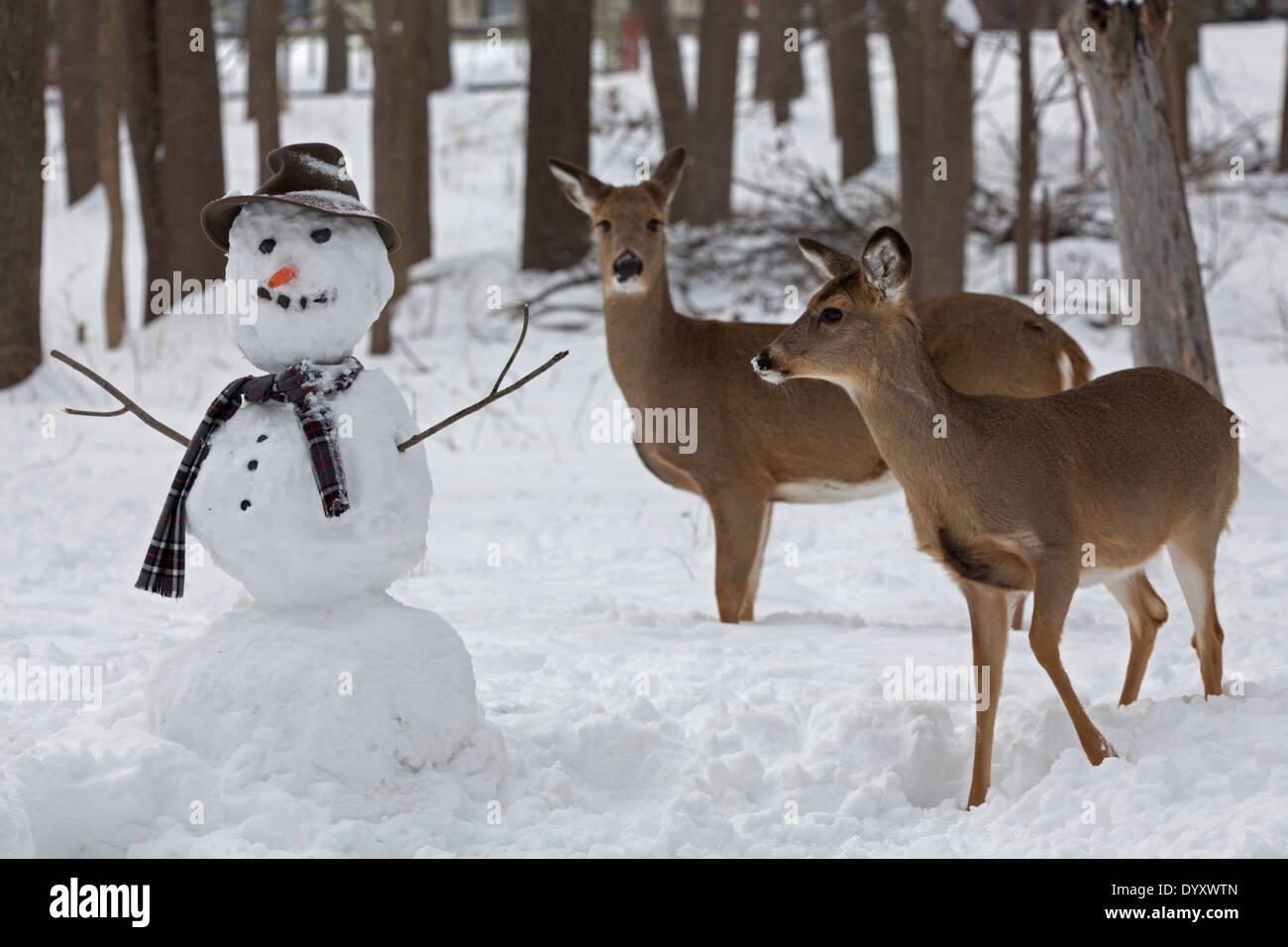 White-tailed deer , Odocoileus virginianus, New York, USA, with snowman ...