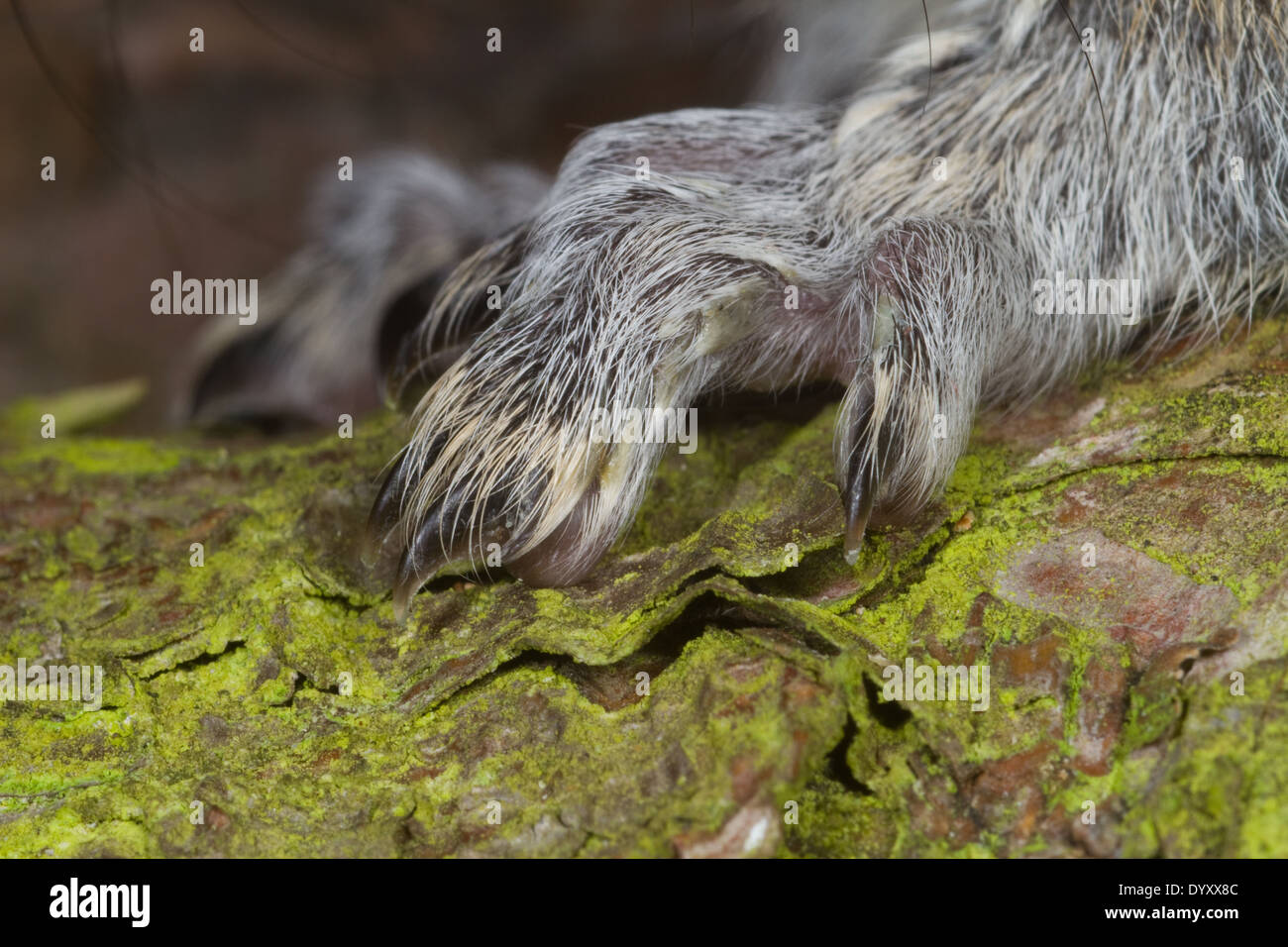 Closeup of grey squirrel front paw Stock Photo - Alamy
