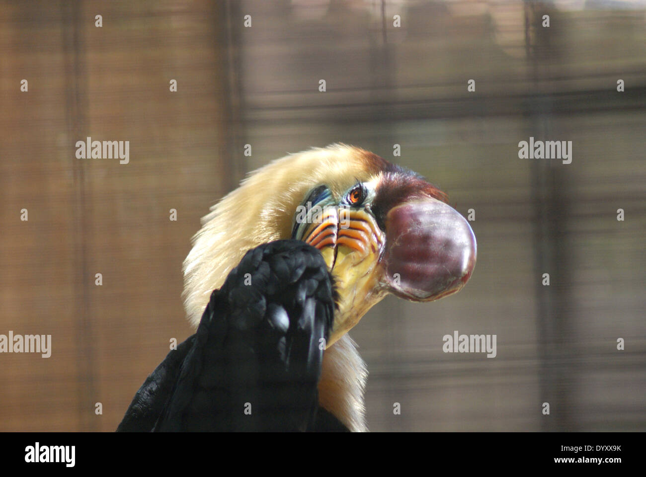 Captive bird taken in a zoo in San Diego California Stock Photo - Alamy