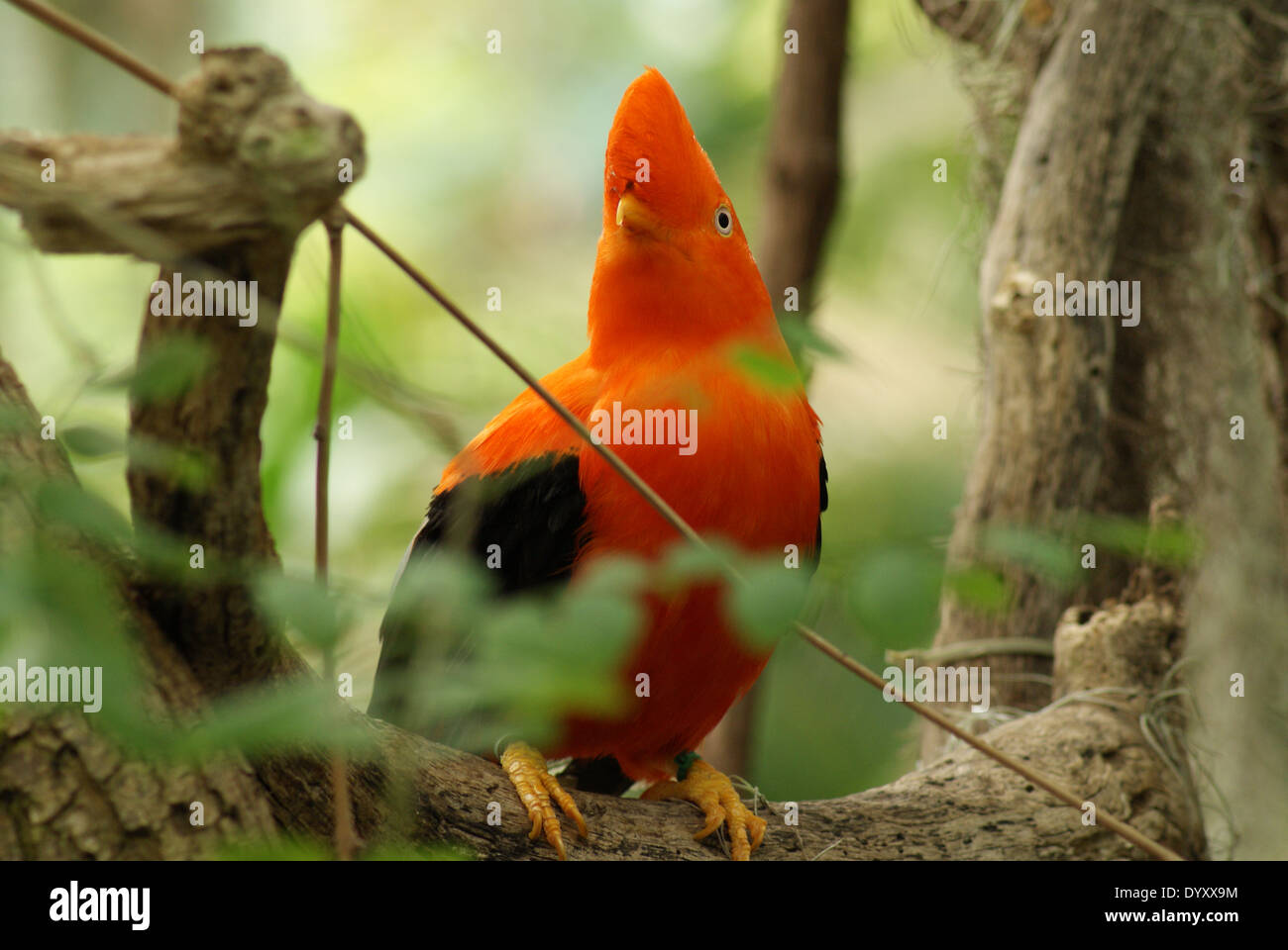 Captive bird taken in a zoo in San Diego California Stock Photo - Alamy