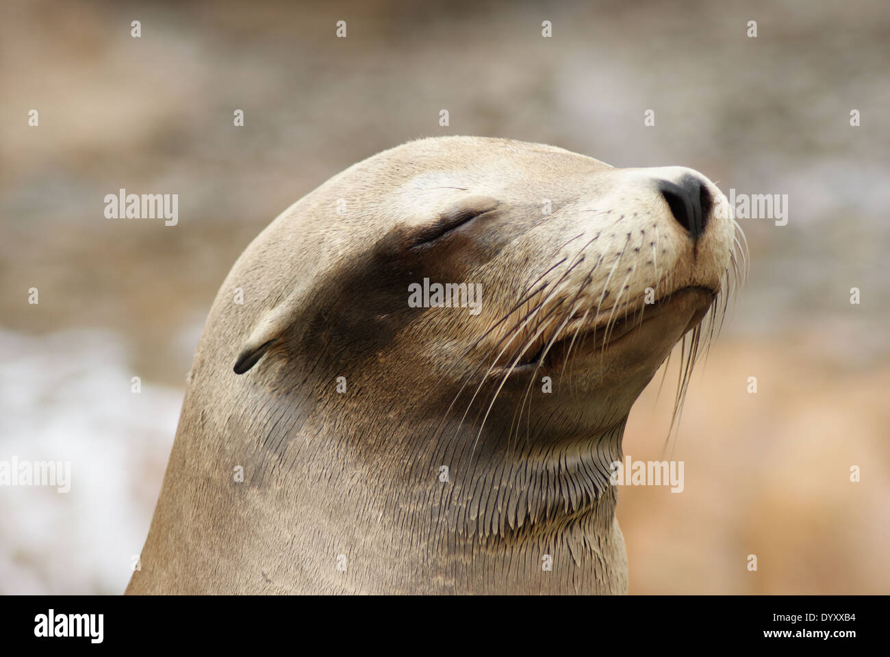 Seal at Seaworld San Diego Stock Photo - Alamy