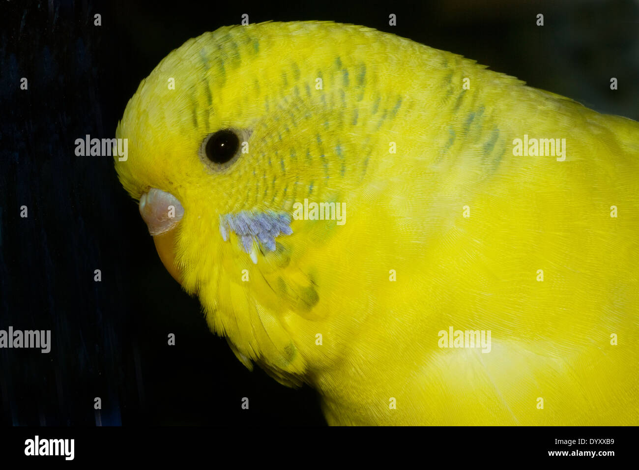 Yellow budgie hi-res stock photography and images - Alamy