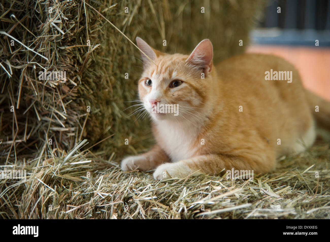 Straw Structure High Resolution Stock Photography and Images - Alamy