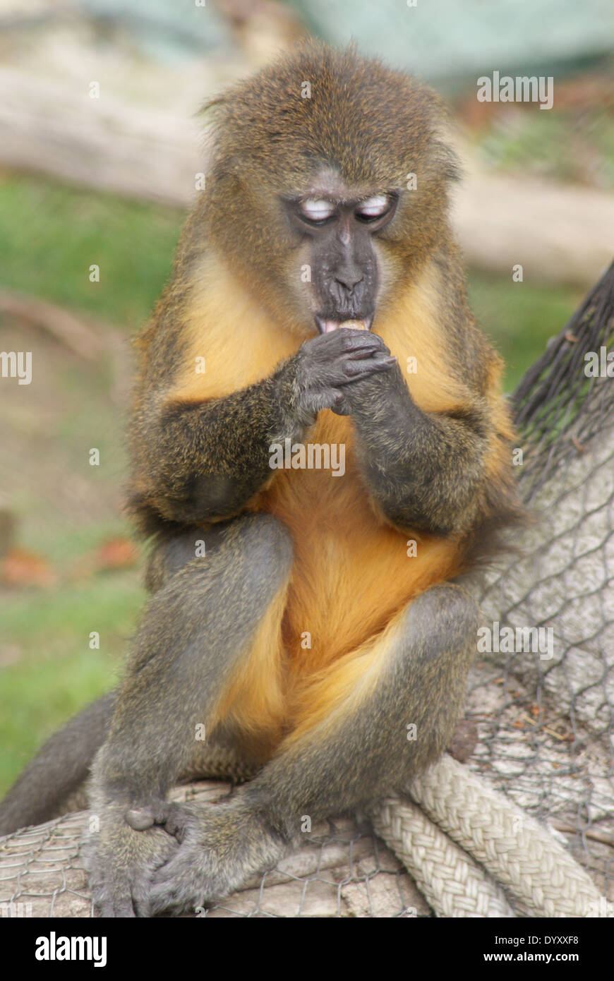 Monkey at San Diego Zoo, California Stock Photo - Alamy