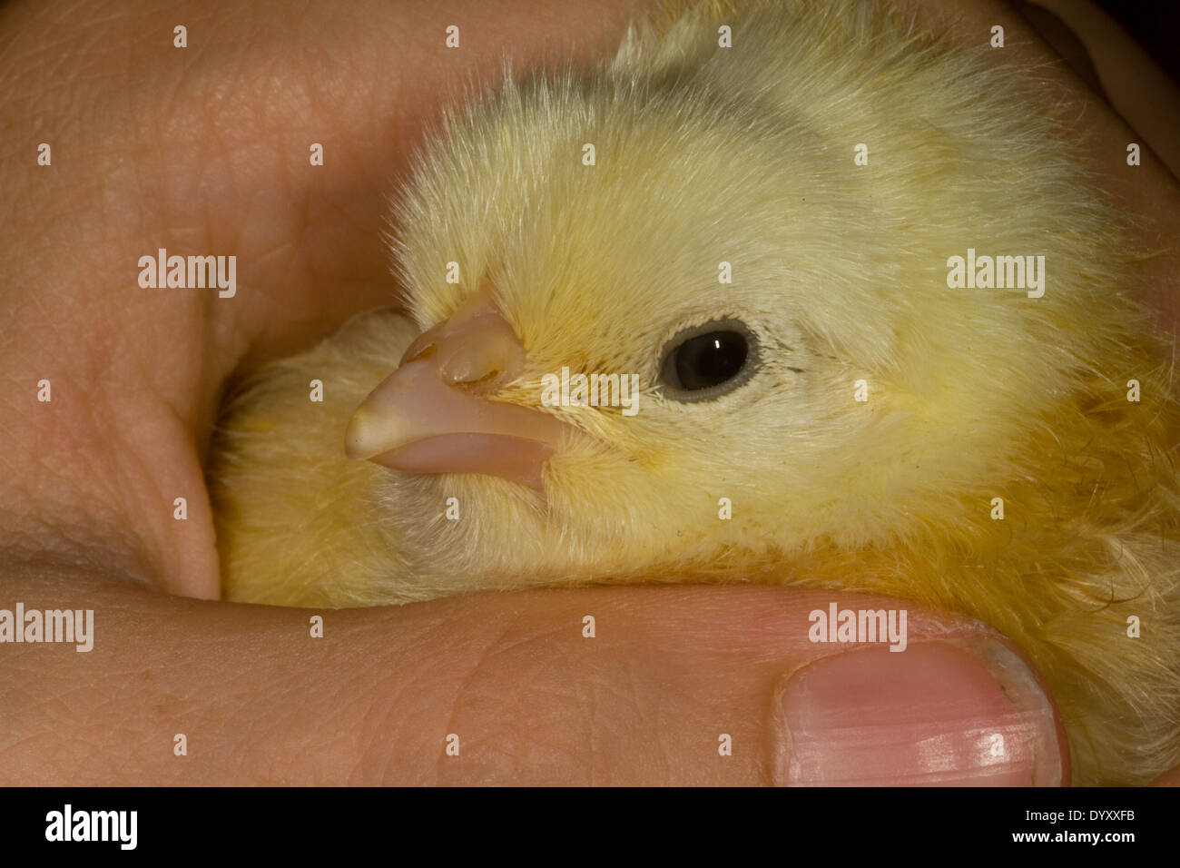 Hyline hi-res stock photography and images - Alamy