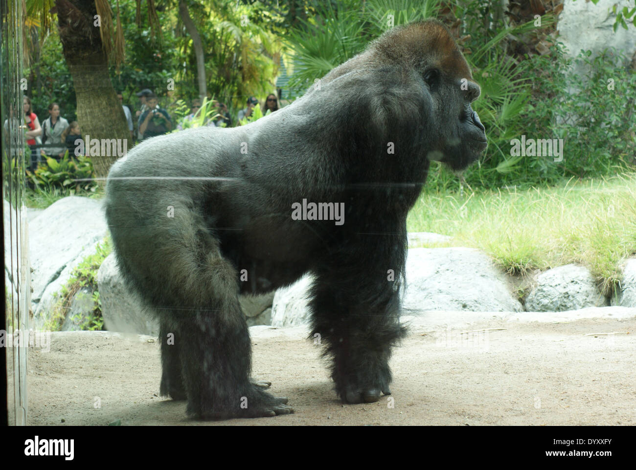 Grey Gorilla High Resolution Stock Photography and Images - Alamy