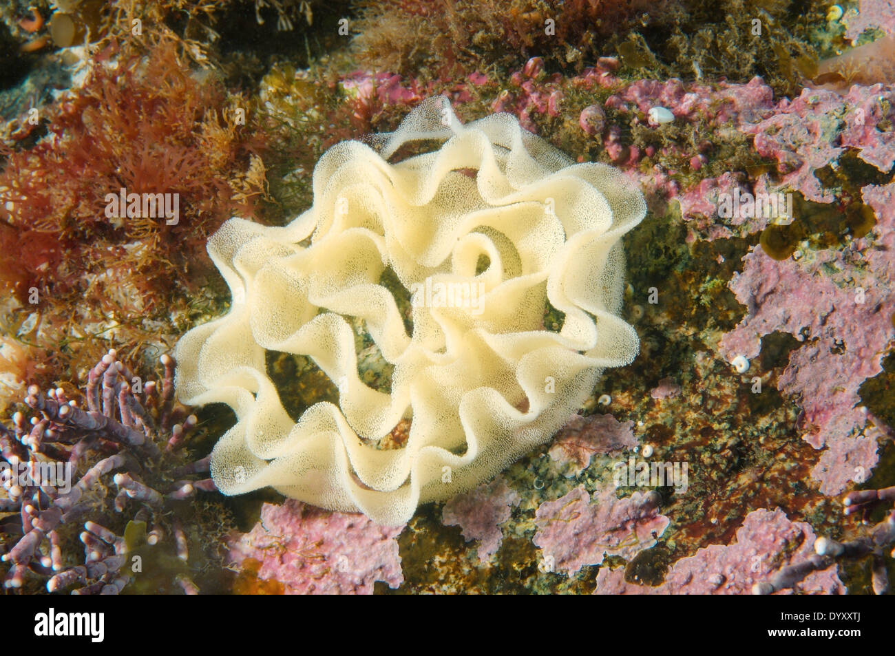 laying eggs nudibranch (Nudibranchia sp.) Japan sea, Far East ...