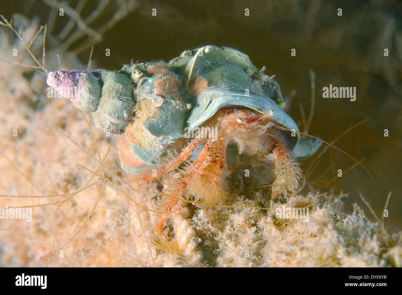 Crested Hermit crab (Pagurus pectinatus) Japan sea, Far East, Primorsky ...