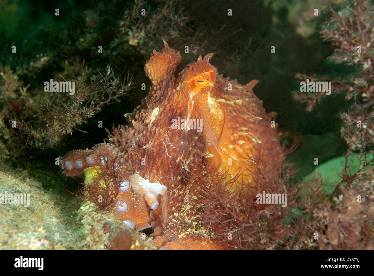 Giant Pacific octopus or North Pacific giant octopus, (Enteroctopus ...