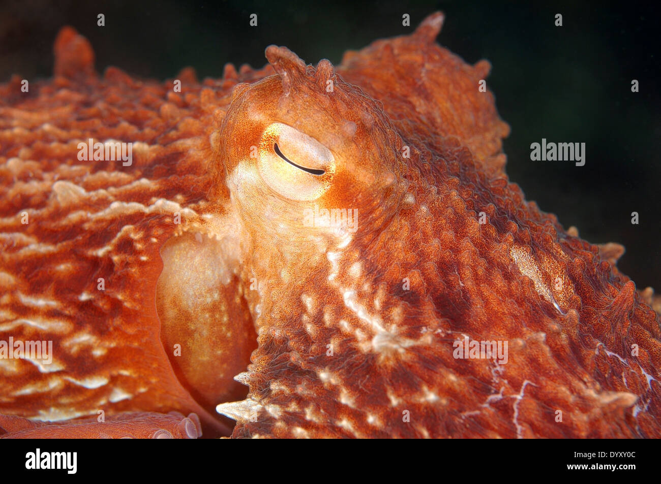 Giant Pacific octopus or North Pacific giant octopus, (Enteroctopus ...
