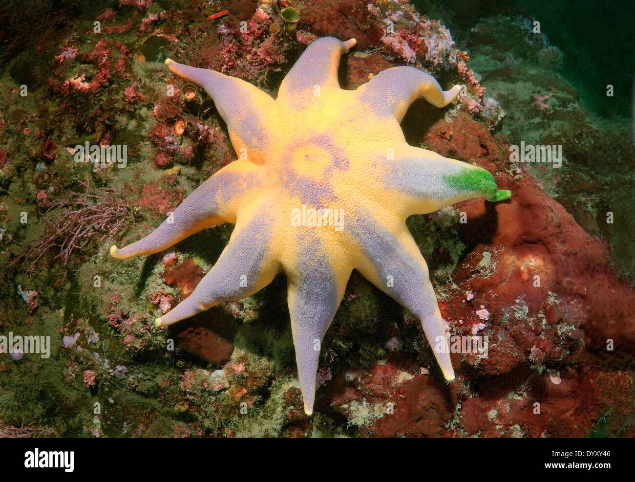 Solaster endeca pacificus hi-res stock photography and images - Alamy